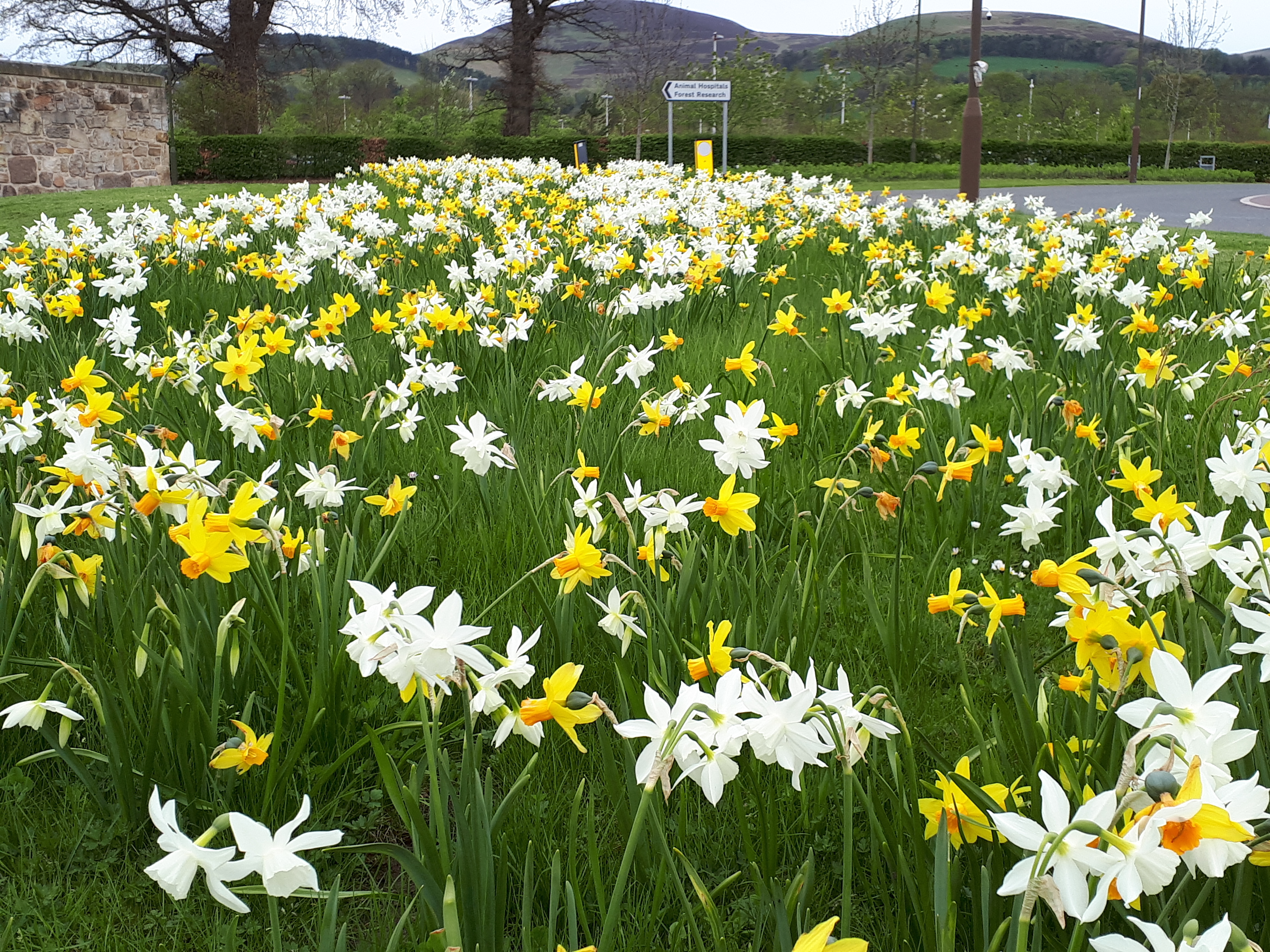 Spring Newsletter 2020 | Generation Scotland | Generation Scotland